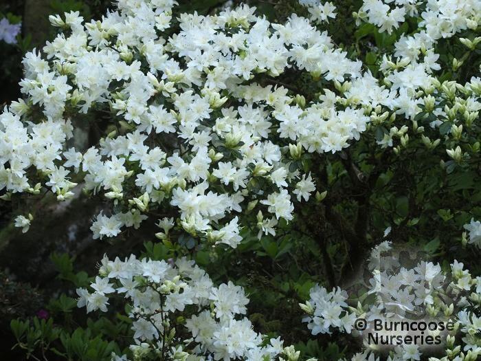 Azalea - Evergreen 'Shin Sekai' from Burncoose Nurseries