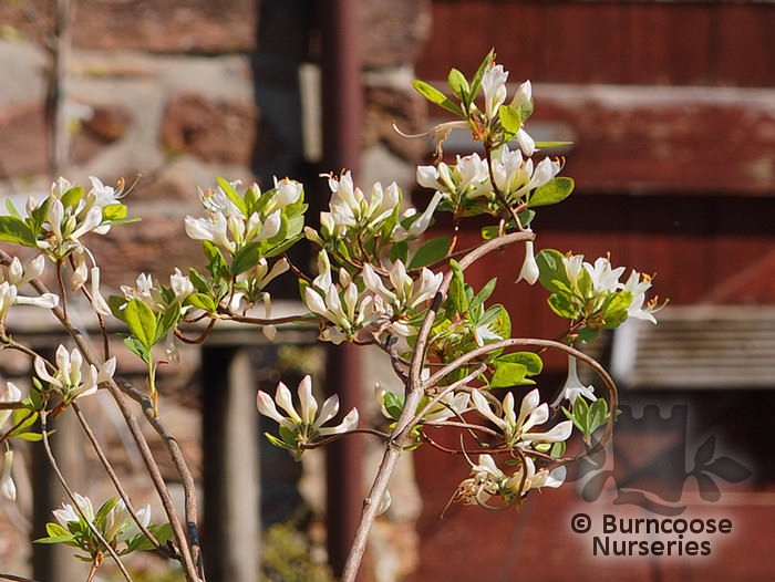 Azalea - Deciduous 'Snowbird' from Burncoose Nurseries