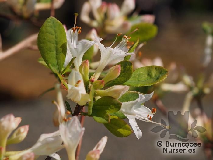 Azalea - Deciduous 'Snowbird' from Burncoose Nurseries