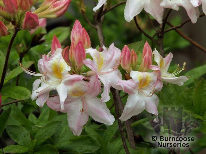 Azalea - Deciduous 'Strawberry Ice' from Burncoose Nurseries