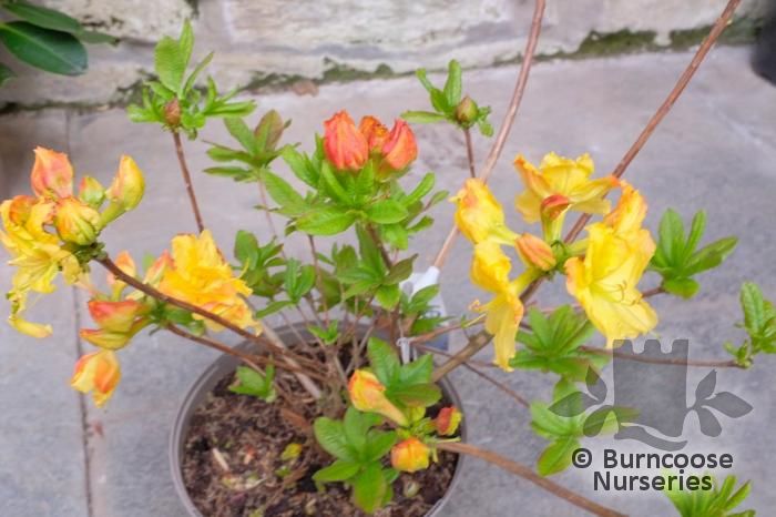 Azalea - Deciduous 'Sunte Nectarine' from Burncoose Nurseries
