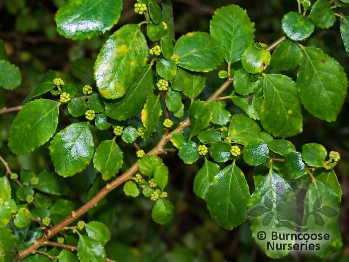 Azara Dentata from Burncoose Nurseries