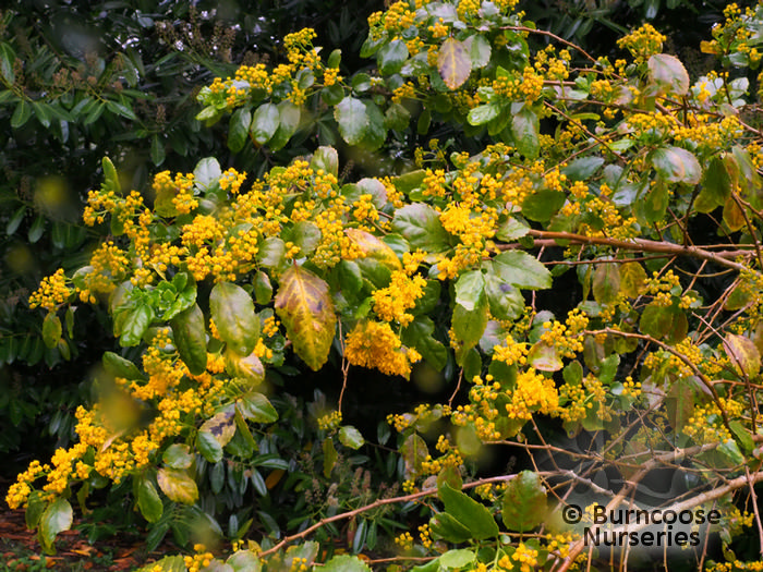 Azara Dentata from Burncoose Nurseries