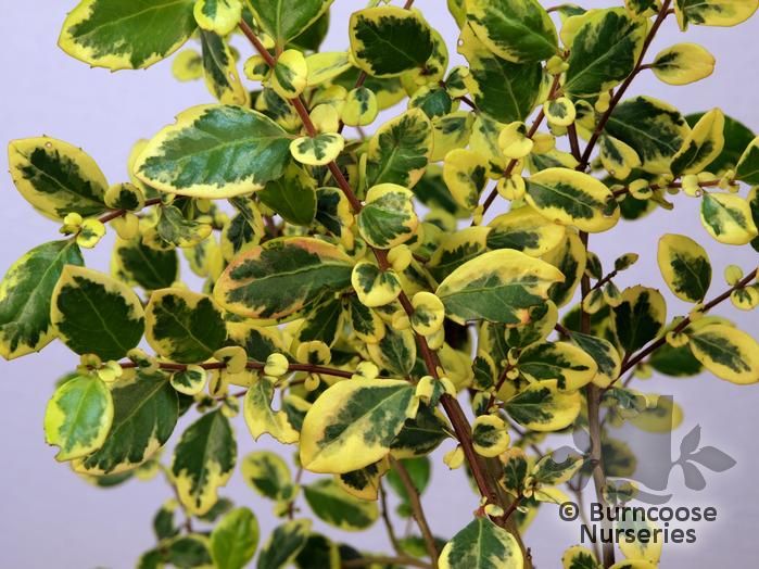 Azara Integrifolia 'Variegata' from Burncoose Nurseries