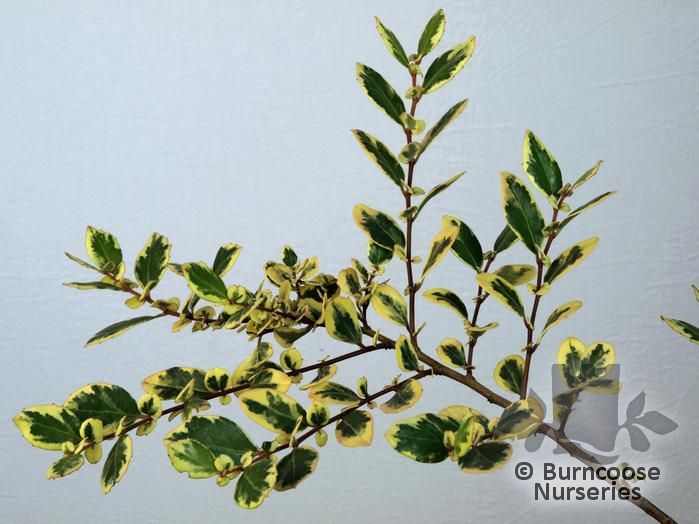 Azara Integrifolia 'Variegata' from Burncoose Nurseries