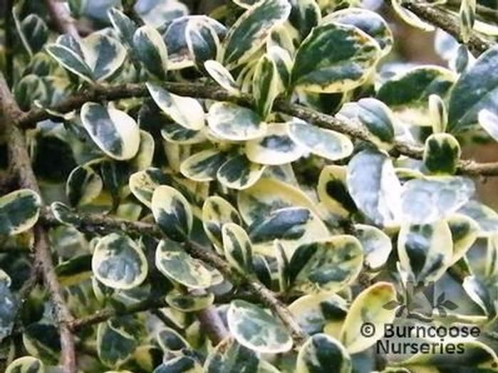 Azara from Burncoose Nurseries