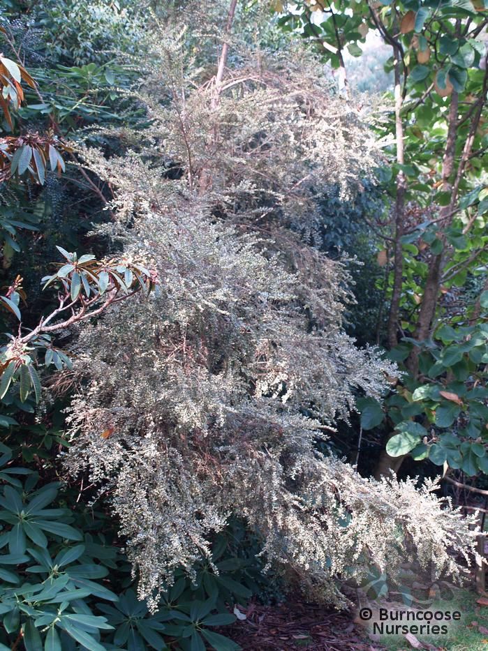 Azara Microphylla 'Variegata' from Burncoose Nurseries