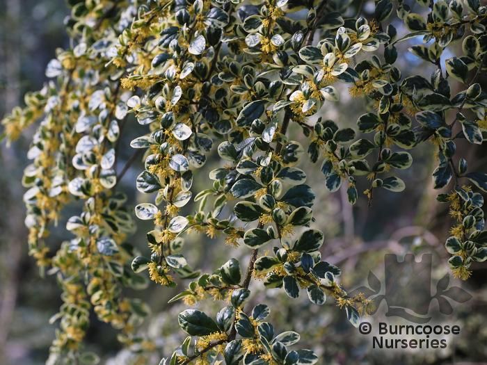 Azara Microphylla 'Variegata' from Burncoose Nurseries