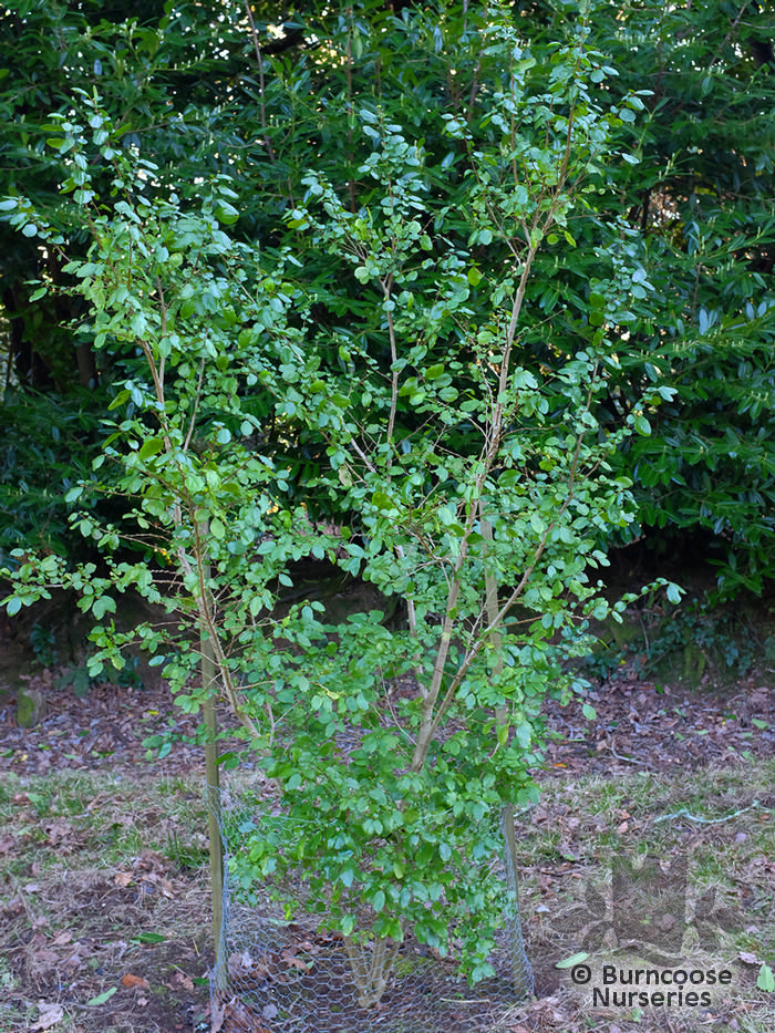Azara Serrata from Burncoose Nurseries