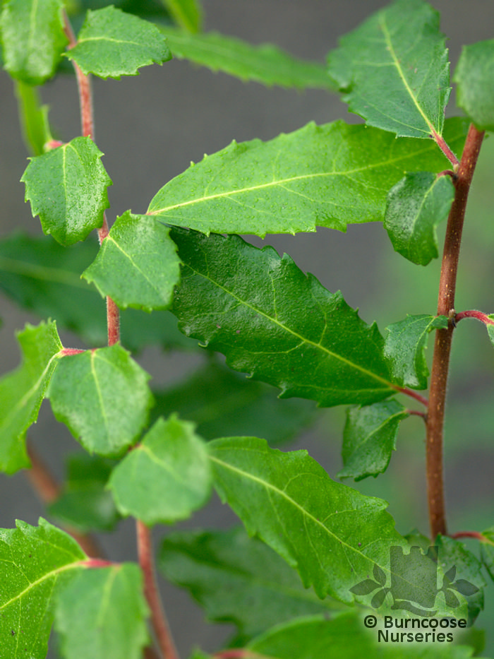 Azara from Burncoose Nurseries