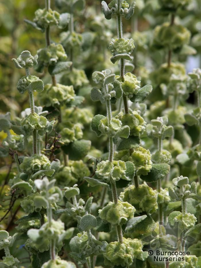 Ballota Pseudodictamnus from Burncoose Nurseries