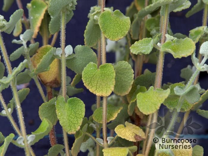 Ballota Pseudodictamnus from Burncoose Nurseries