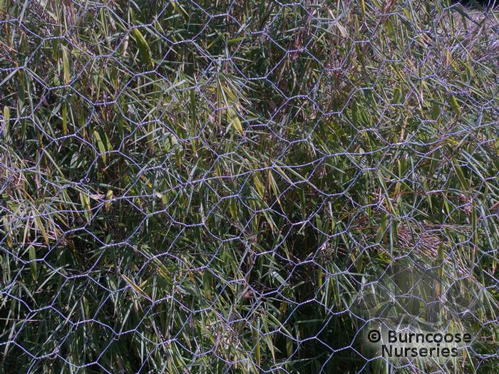 Bamboo Fargesia Nitida from Burncoose Nurseries