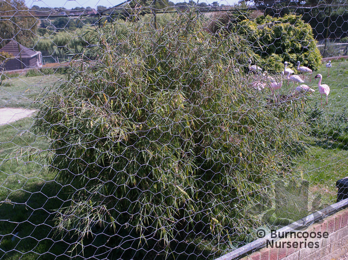 Bamboo Fargesia Nitida from Burncoose Nurseries