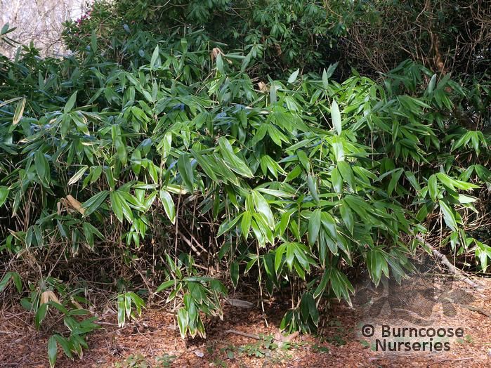 Bamboo Sasa Palmata 'Nebulosa' from Burncoose Nurseries