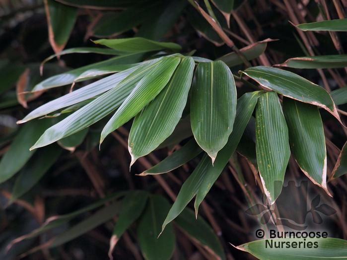Bamboo Sasa Palmata 'Nebulosa' from Burncoose Nurseries