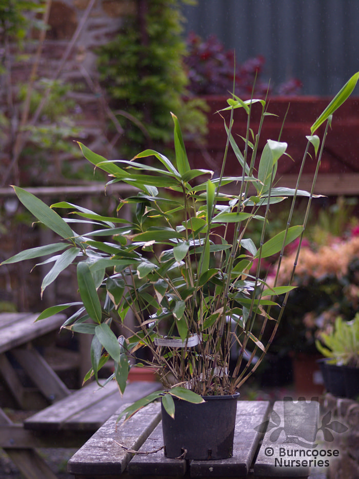 Bamboo Sasa Palmata 'Nebulosa' from Burncoose Nurseries