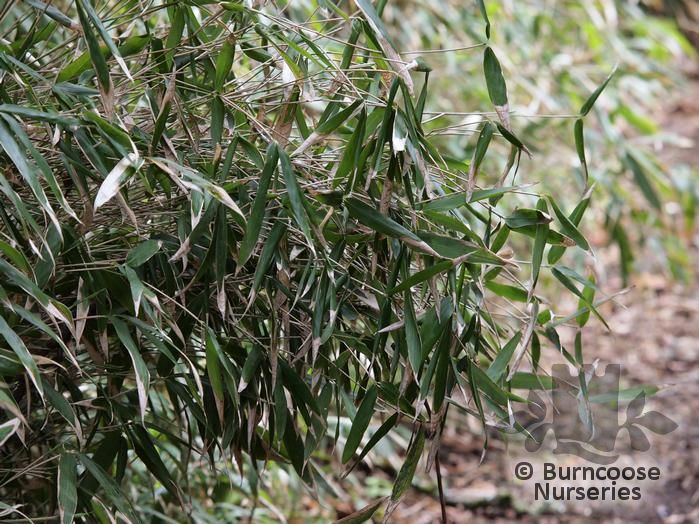 Bamboo Sasa Ramosa from Burncoose Nurseries