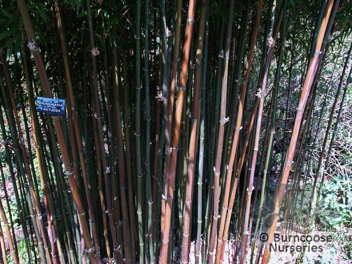 Buy Bamboo Semiarundinaria Fastuosa plants from Burncoose Nurseries