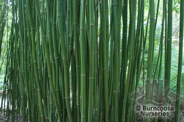 Buy Bamboo Semiarundinaria Fastuosa plants from Burncoose Nurseries