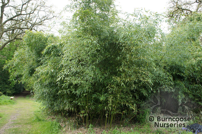 Buy Bamboo Semiarundinaria Fastuosa plants from Burncoose Nurseries