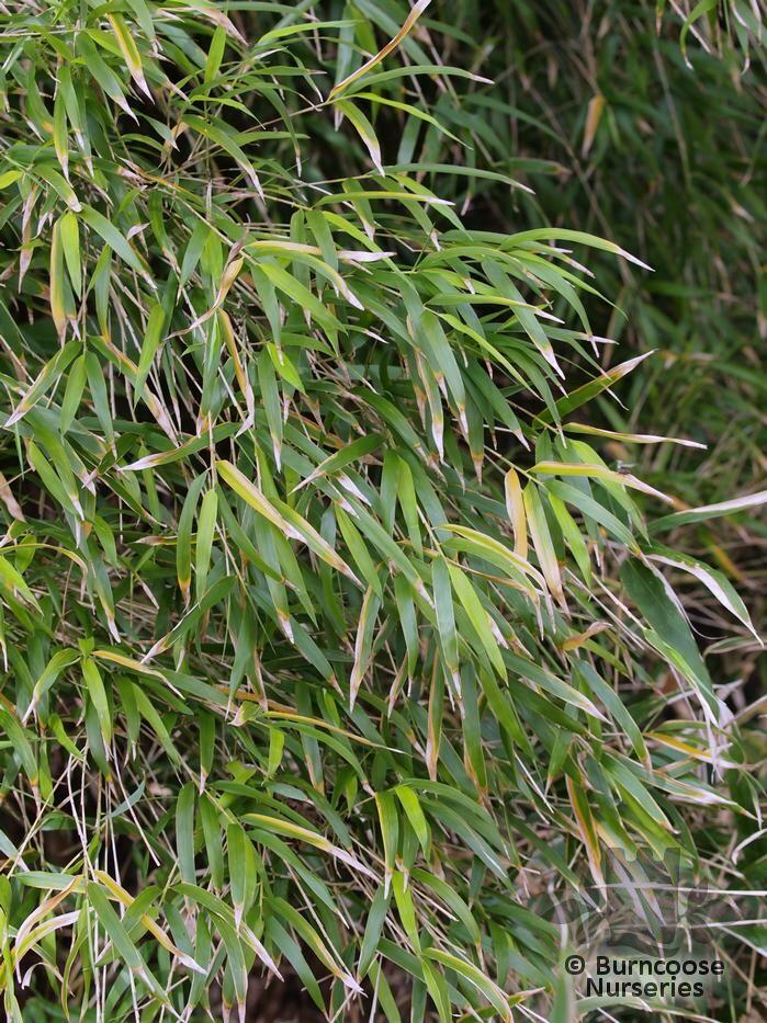 Bamboo Yushania Anceps from Burncoose Nurseries