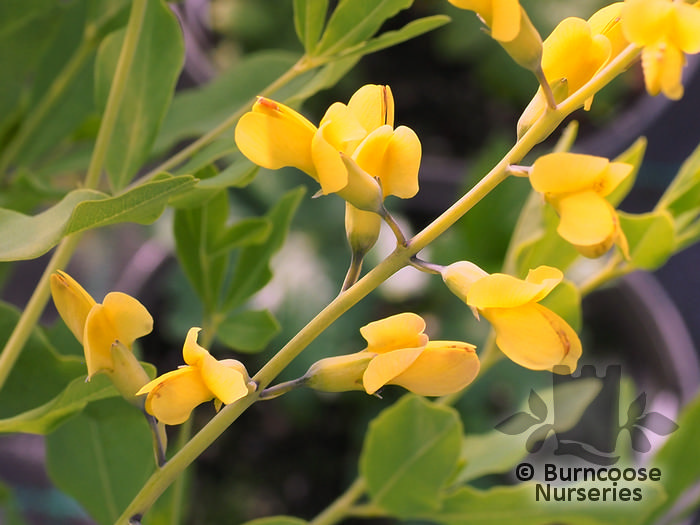 Baptisia 'Lemon Meringue' from Burncoose Nurseries