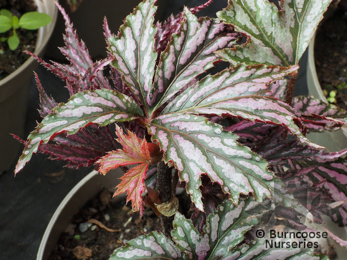 Begonia 'Benitochiba' from Burncoose Nurseries
