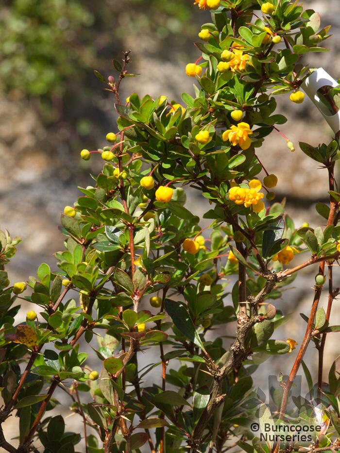 Berberis from Burncoose Nurseries