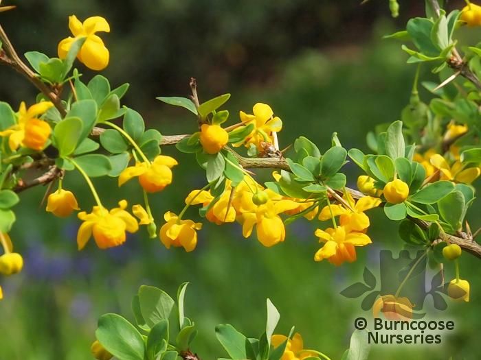 Berberis Insignis from Burncoose Nurseries