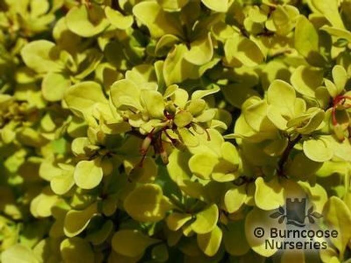 Berberis Thunbergii 'Bonanza Gold' from Burncoose Nurseries