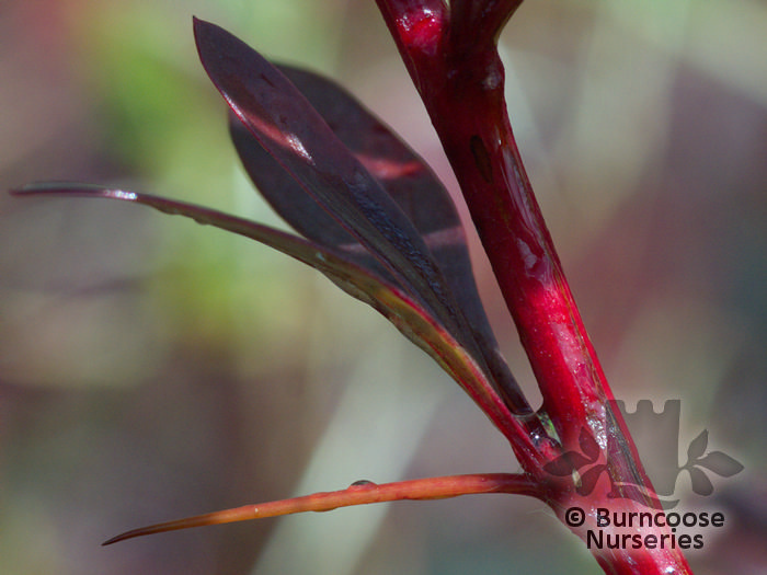 Berberis Thunbergii 'Red Chief' from Burncoose Nurseries