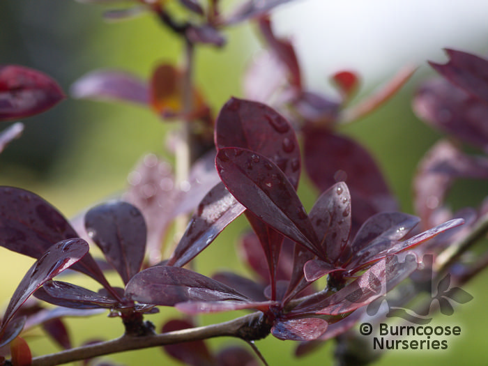 Berberis Thunbergii 'Red Chief' from Burncoose Nurseries