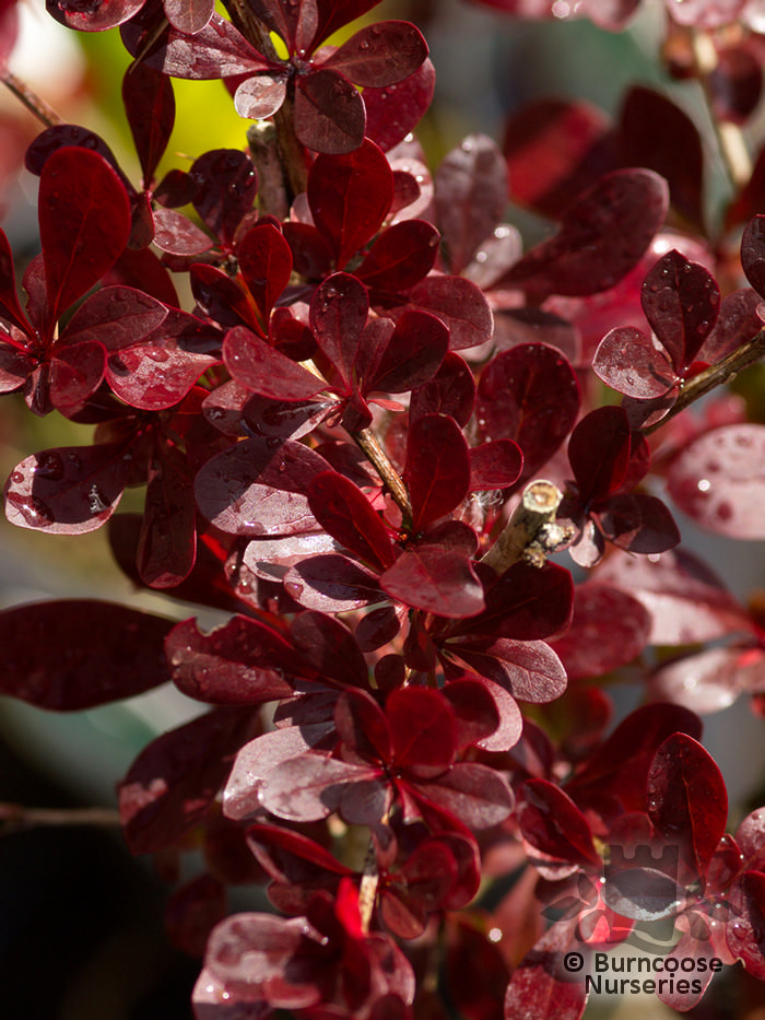 Berberis Thunbergii 'Red Chief' from Burncoose Nurseries