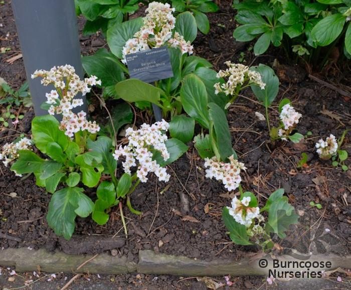Bergenia 'Bressingham White' from Burncoose Nurseries