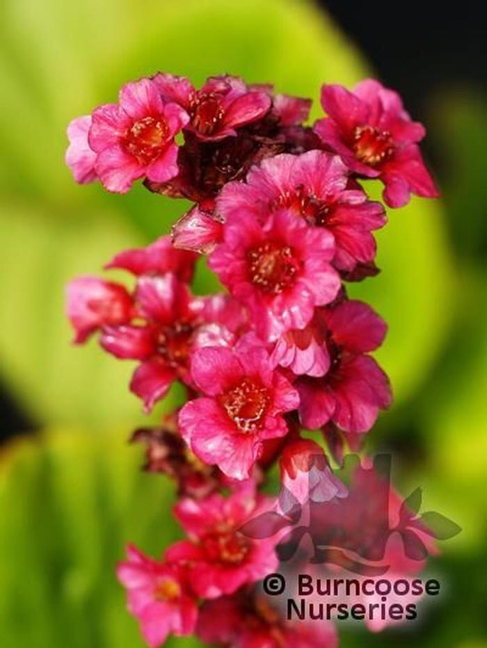 Bergenia 'Morgenrote' from Burncoose Nurseries