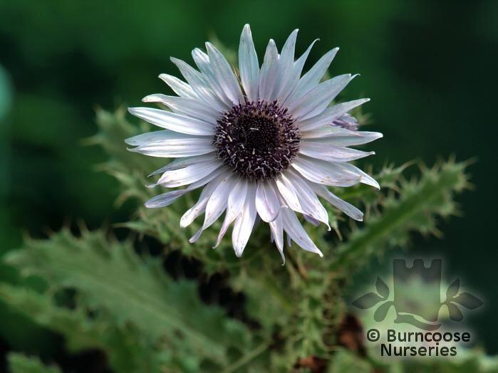 Berkheya Purpurea from Burncoose Nurseries