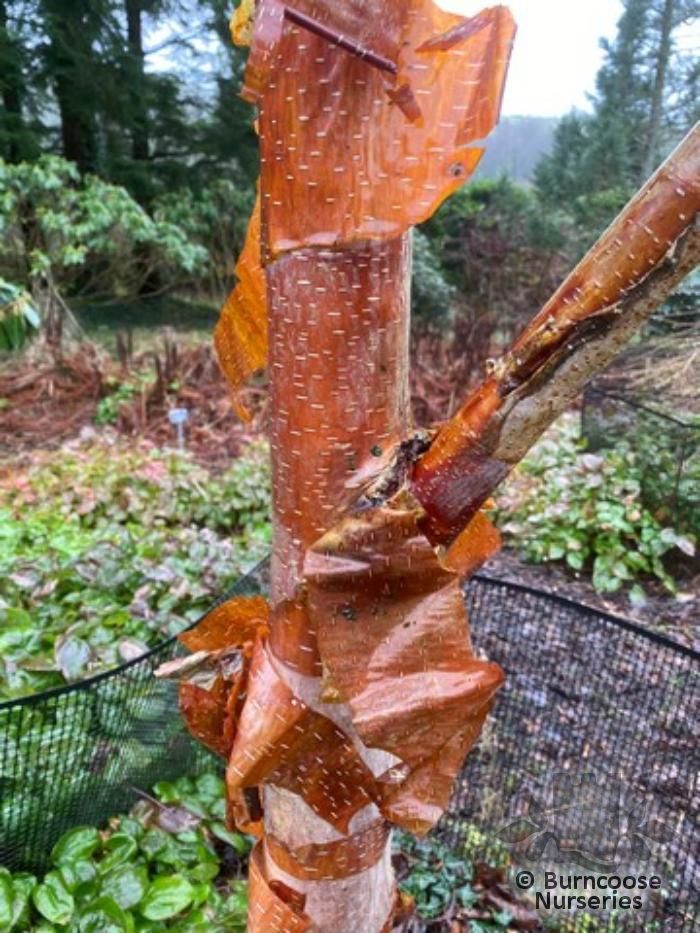 Betula Utilis Subsp. Albosinensis 'Red Panda' from Burncoose Nurseries