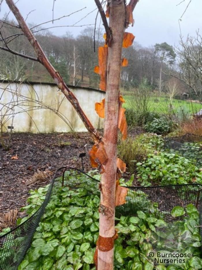 Betula Utilis Subsp. Albosinensis 'Red Panda' from Burncoose Nurseries
