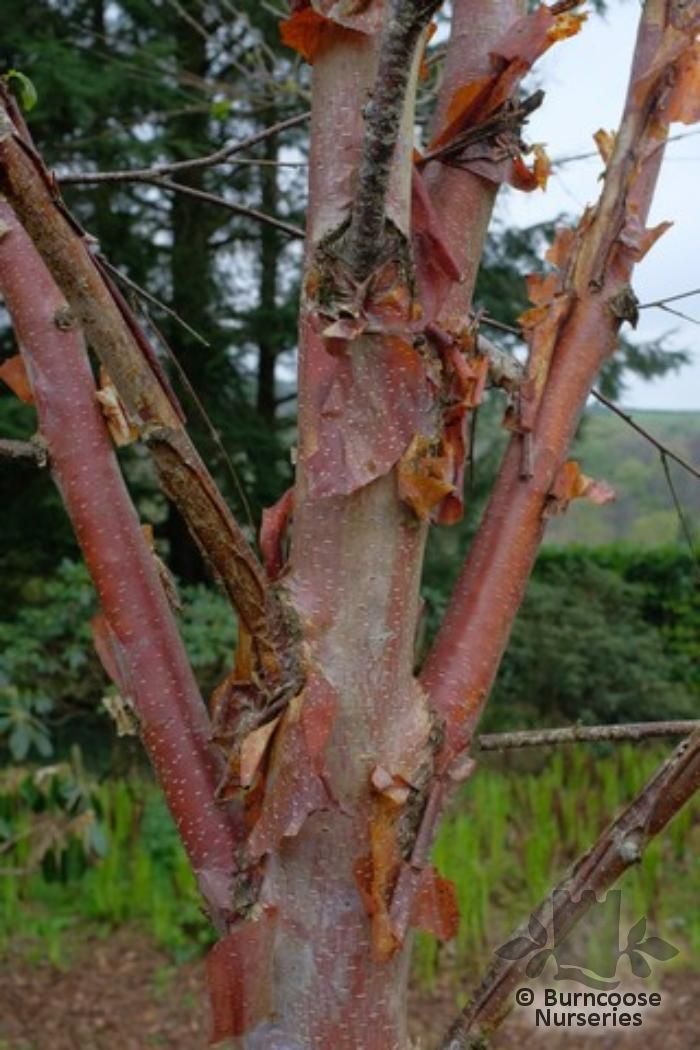 Betula Utilis Subsp. Albosinensis 'Red Panda' from Burncoose Nurseries
