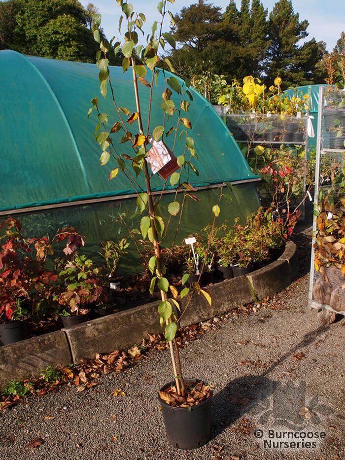 Betula 'Fascination' from Burncoose Nurseries