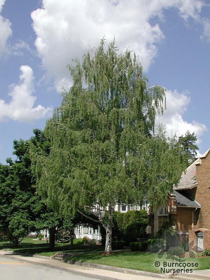 Betula Pendula 'Laciniata' from Burncoose Nurseries
