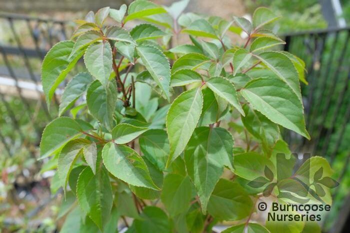 Bischofia Polycarpa from Burncoose Nurseries
