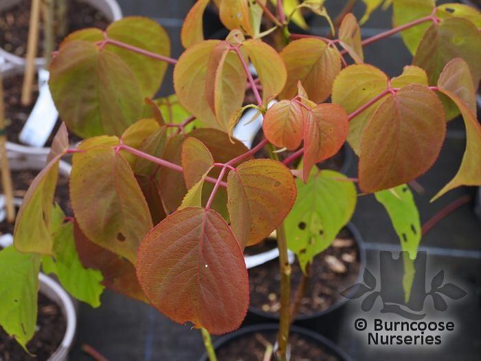 Bischofia Polycarpa from Burncoose Nurseries