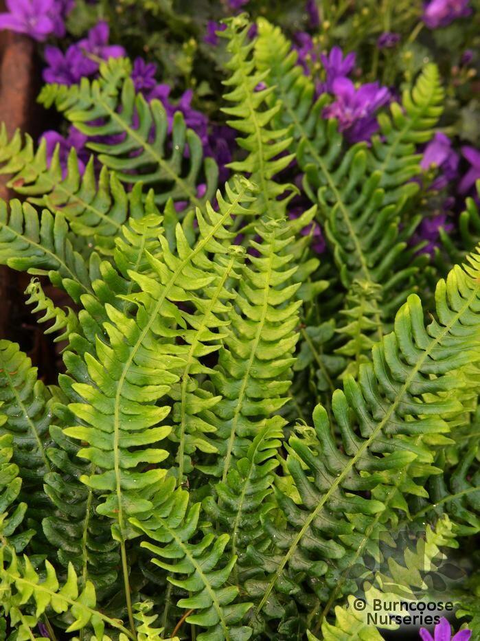 Hardy Ferns Blechnum Spicant from Burncoose Nurseries