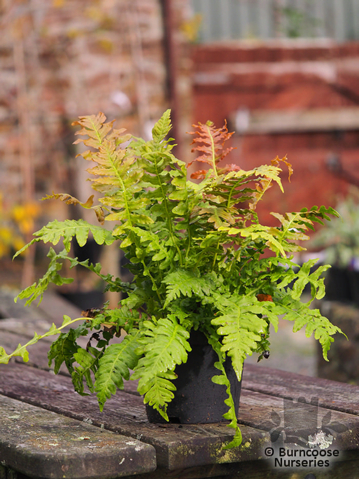 Hardy Ferns Blechnum Brasiliense 'Volcano' from Burncoose Nurseries