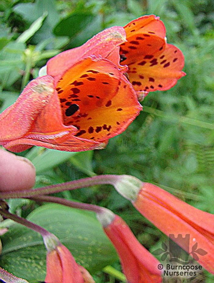 Bomarea Acutifolia from Burncoose Nurseries