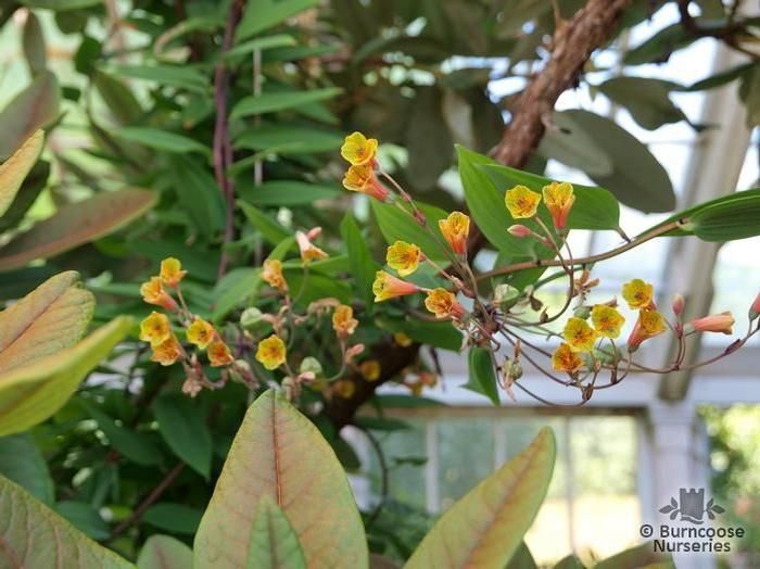 Bomarea from Burncoose Nurseries