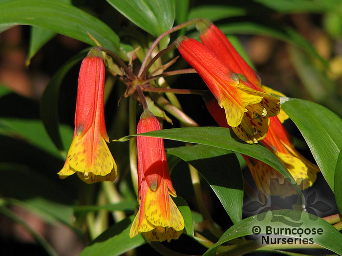 Bomarea from Burncoose Nurseries
