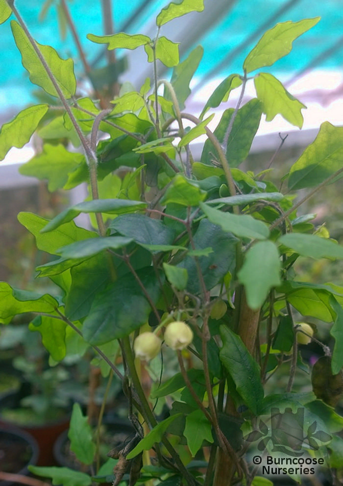 Boquila Trifoliolata from Burncoose Nurseries